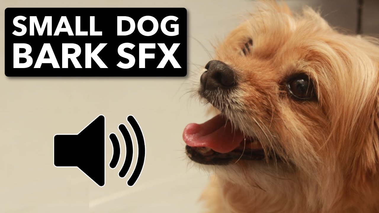 Small Dog Bark Sound Effect HD - No Copyright - YouTube