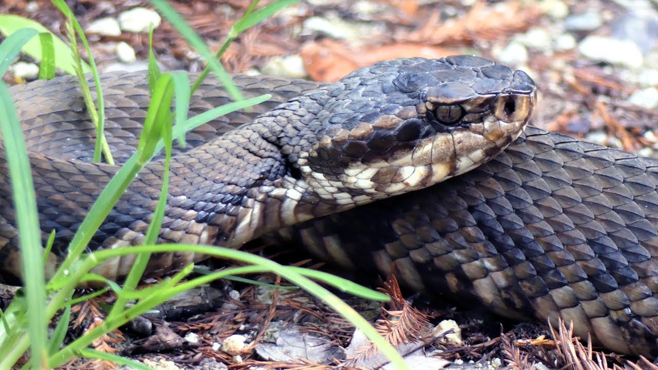 Hiking at Fakahatchee Strand Preserve State Park - YouTube
