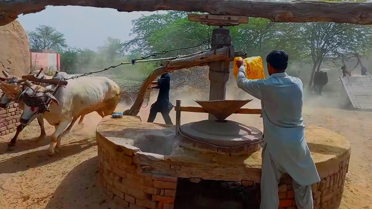 Bull Powered Flour Mill Operating With Bulls #oldFlourMill #jcb - YouTube