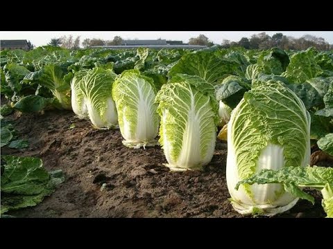 Inside the Cabbage Factory: From Field to Fork - YouTube