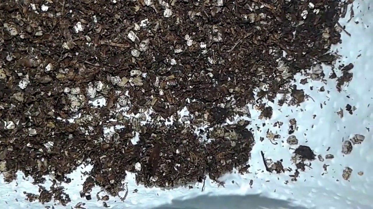 Predatory Mites (Hypoaspis miles) In The Mail Summer 2017 - YouTube