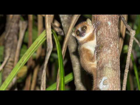 Peters' Mouse Lemur—Surprising little lemurs