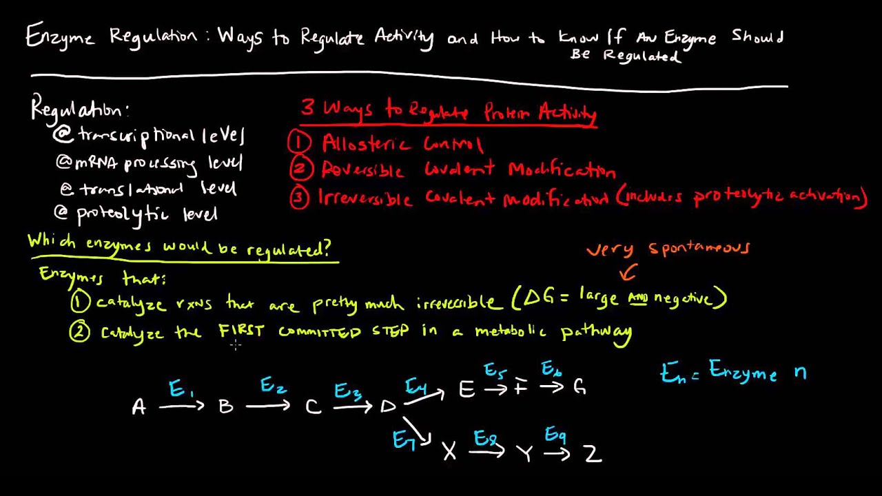 Enzyme Regulation (Part 1 of 5) - How [and which] Enzymes are Regulated ...