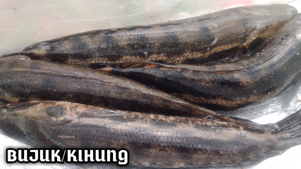 Ikan gabus bujuk kihung indonesia - YouTube