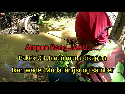 #mancing maniak Gak ada umpan jitu || CD Janda Pembawa Hoki