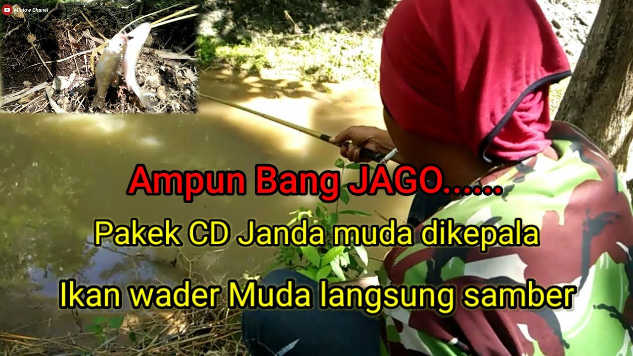 #mancing maniak Gak ada umpan jitu || CD Janda Pembawa Hoki - YouTube