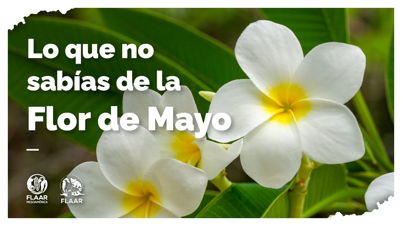 Lo que no sabías de la Flor de Mayo - YouTube