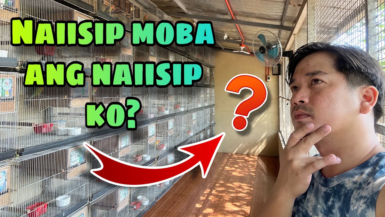 May mgandang plano tayo sa aviary..☺️ - YouTube