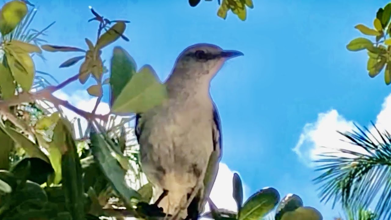 Northern Mockingbird /Sounds/ Calls - YouTube