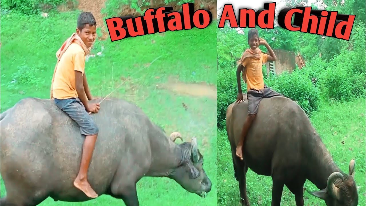 Child Injoy Riding Buffalo || Child Riding Buffalo || Buffalo Riding ...