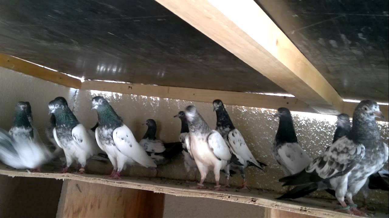 ustad naveed pigeons. sharjah.mp4 - YouTube