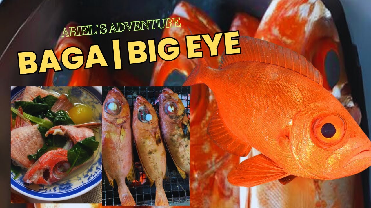 Baga baga | Purple spotted big eye - YouTube