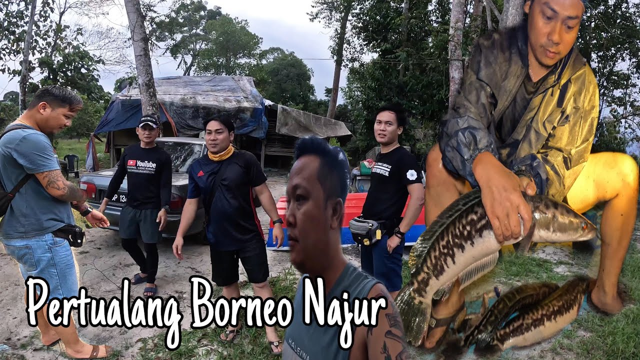 Pertualang Borneo,Najur Ikan Toman Batik Hulu Sungai. - YouTube