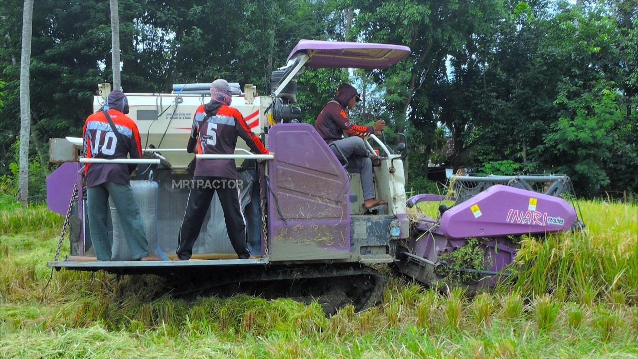 Fastest Way To Cut Your Old Paddy Using Combine Harvester INARI RG118 ...