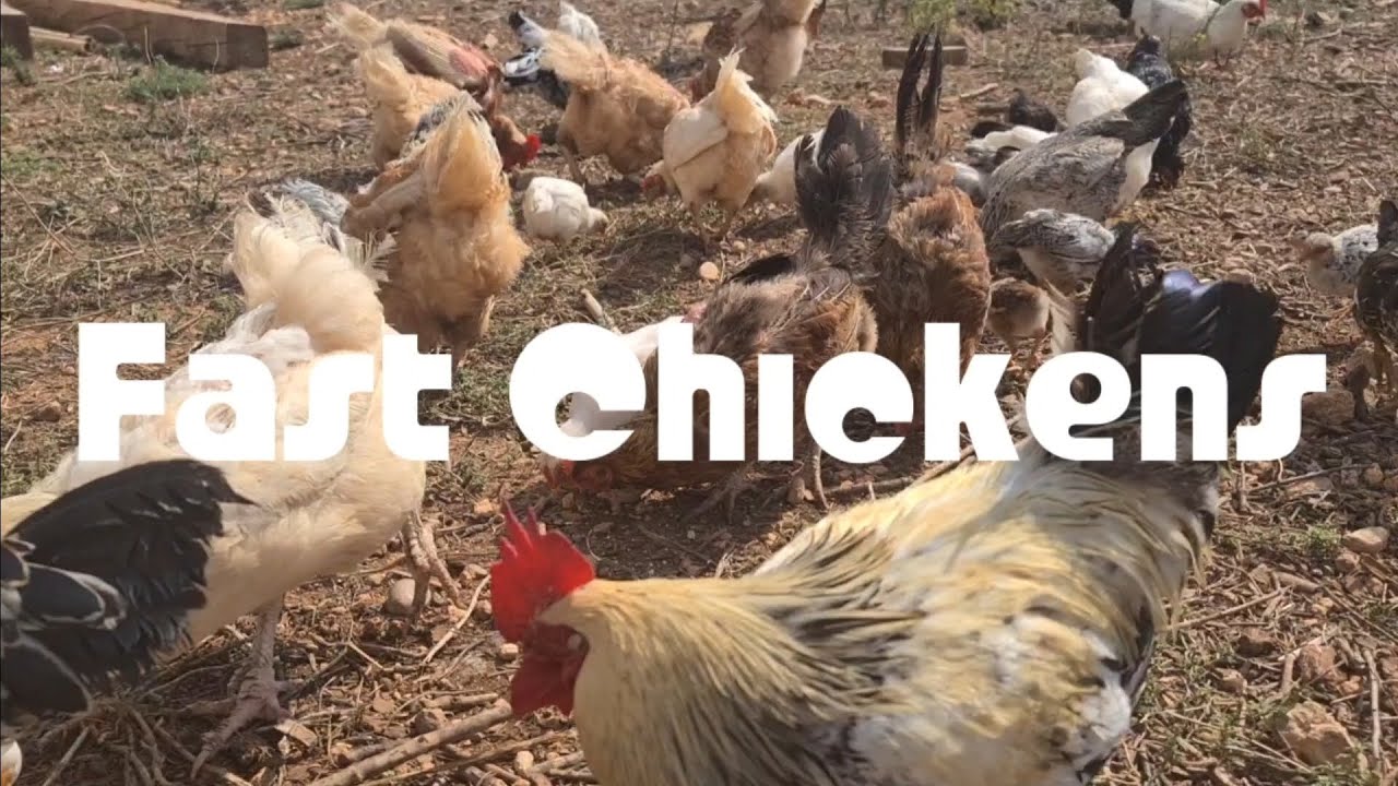 Fast Chickens - YouTube