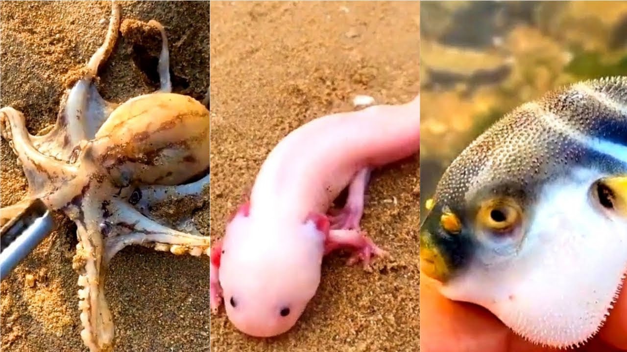 Catching Seafood 🦂🦀🐙 ASMR Relaxing 🦈Catch Shark 🐟 Catch Fish 🐠Deep Sea ...