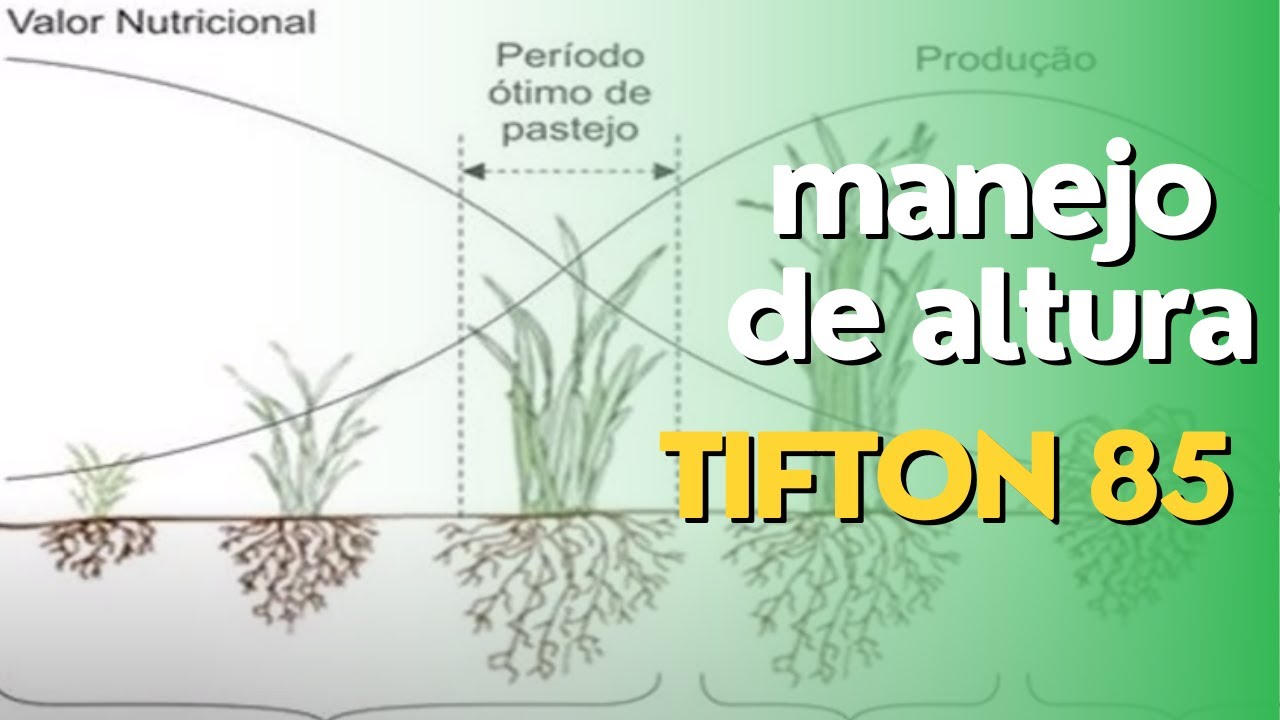 Manejo de Altura do Tifton 85 em Área de Pastagem e Produção de Feno ...