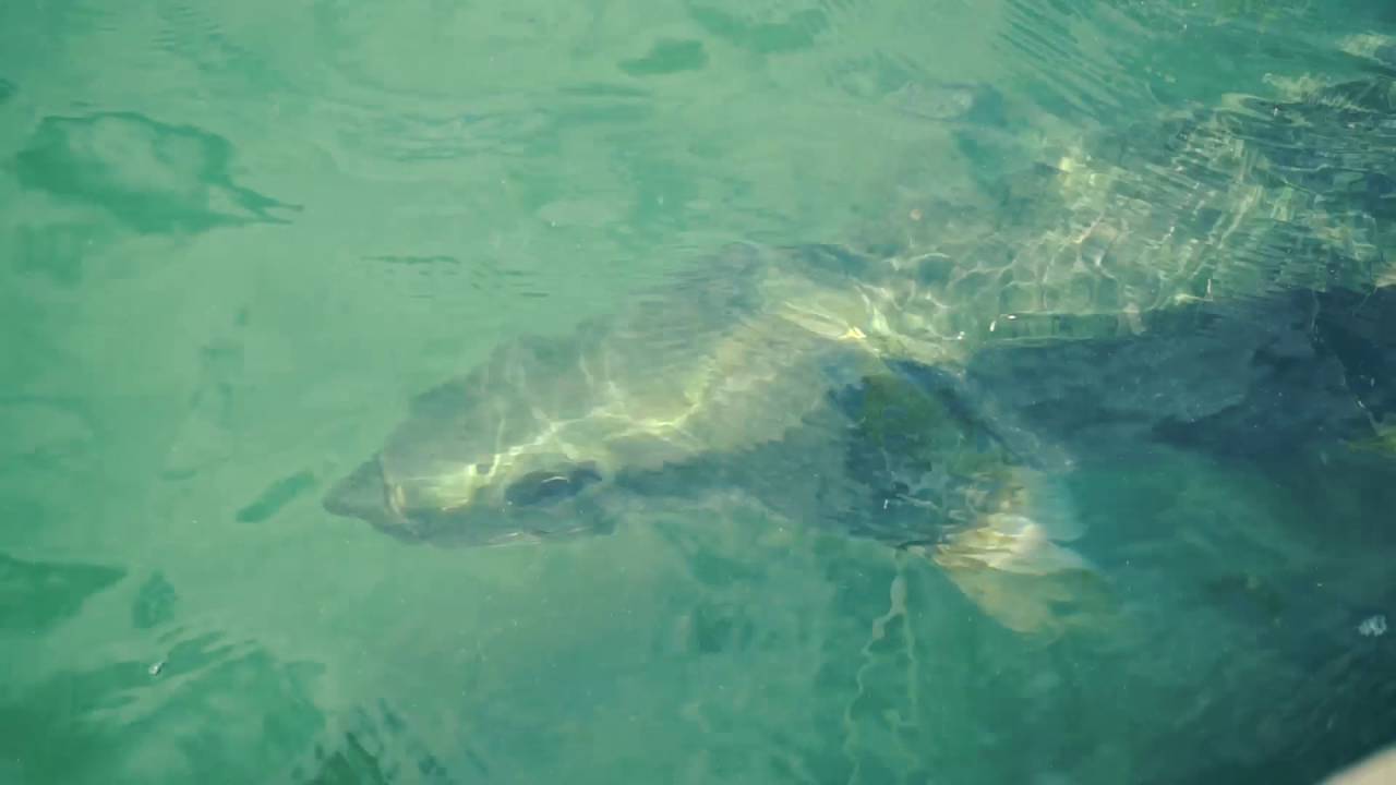 Robbie's of Islamorada Florida Keys Tarpon Feeding - YouTube