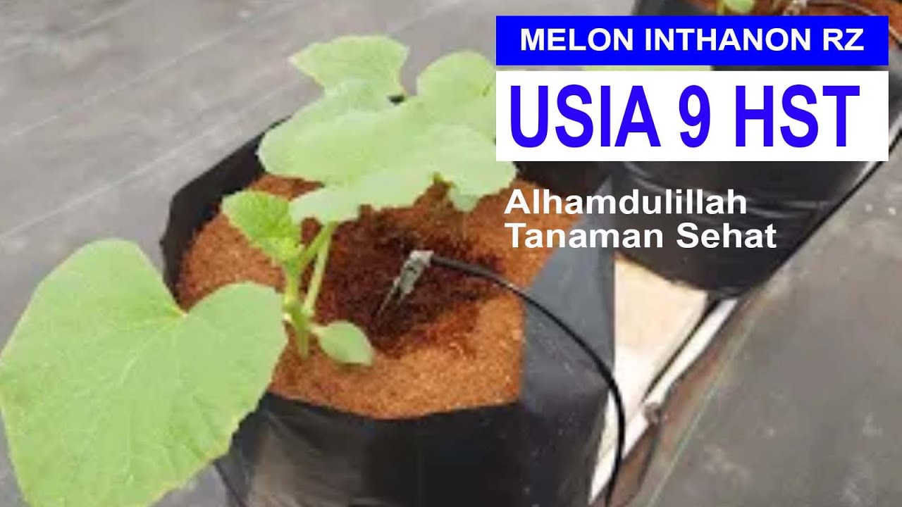 Review Sekejap Tanaman Melon Inthanon Rz F1 Usia 9 HST || Alhamdulillah ...