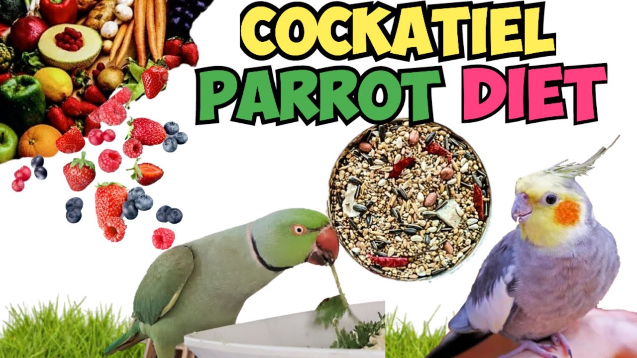 Cockatiel Diet | Best Bird Foods | Cockatiel Parrot Foods #cockatiel # ...