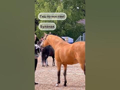 Гид по мастям #лошади #пони - YouTube