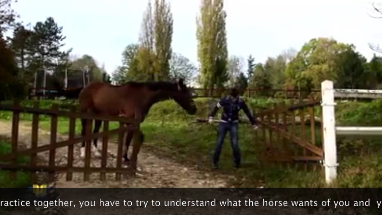 Kyle--TV- Horse-Show-Equidia- translation - YouTube