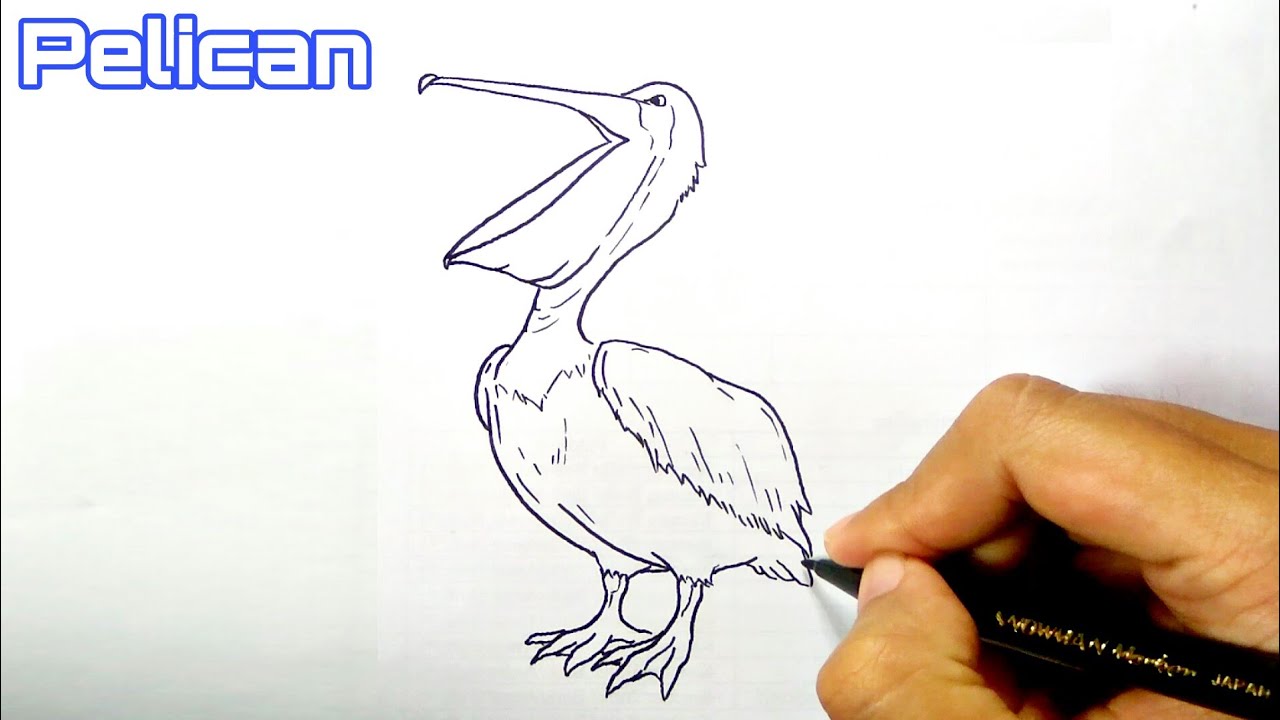 how to draw a pelican step by step easy - YouTube