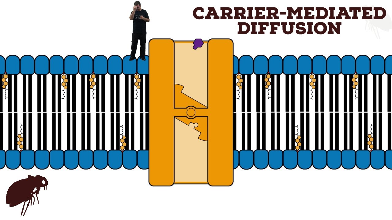 Carrier-Mediated Diffusion - YouTube