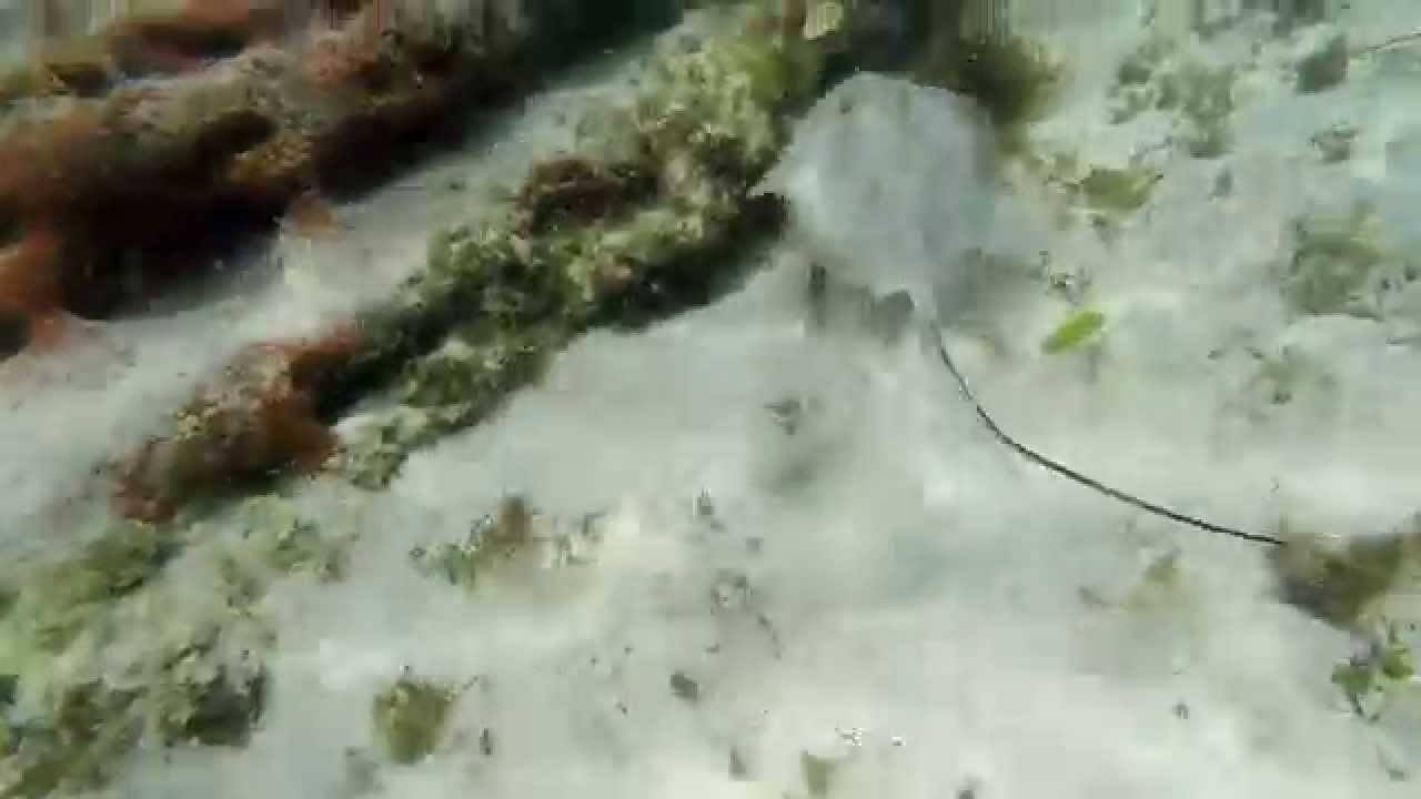 Siesta Key Beach Point of Rocks Go Pro Snorkeling with a shark and ...