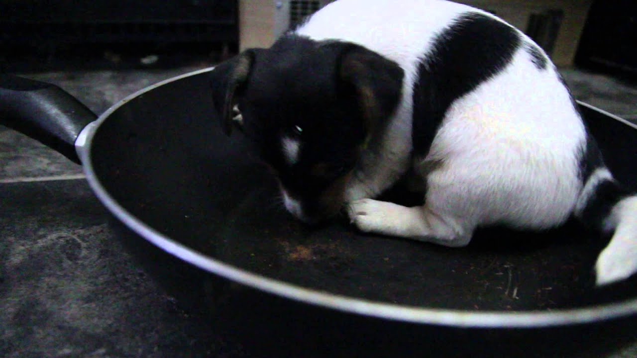 Puppy sitting in frying pan - YouTube