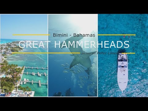 Schöner Tauchen - Gruppenreise „Great Hammerheads“ - Bimini Bahamas mit Peter Löseke
