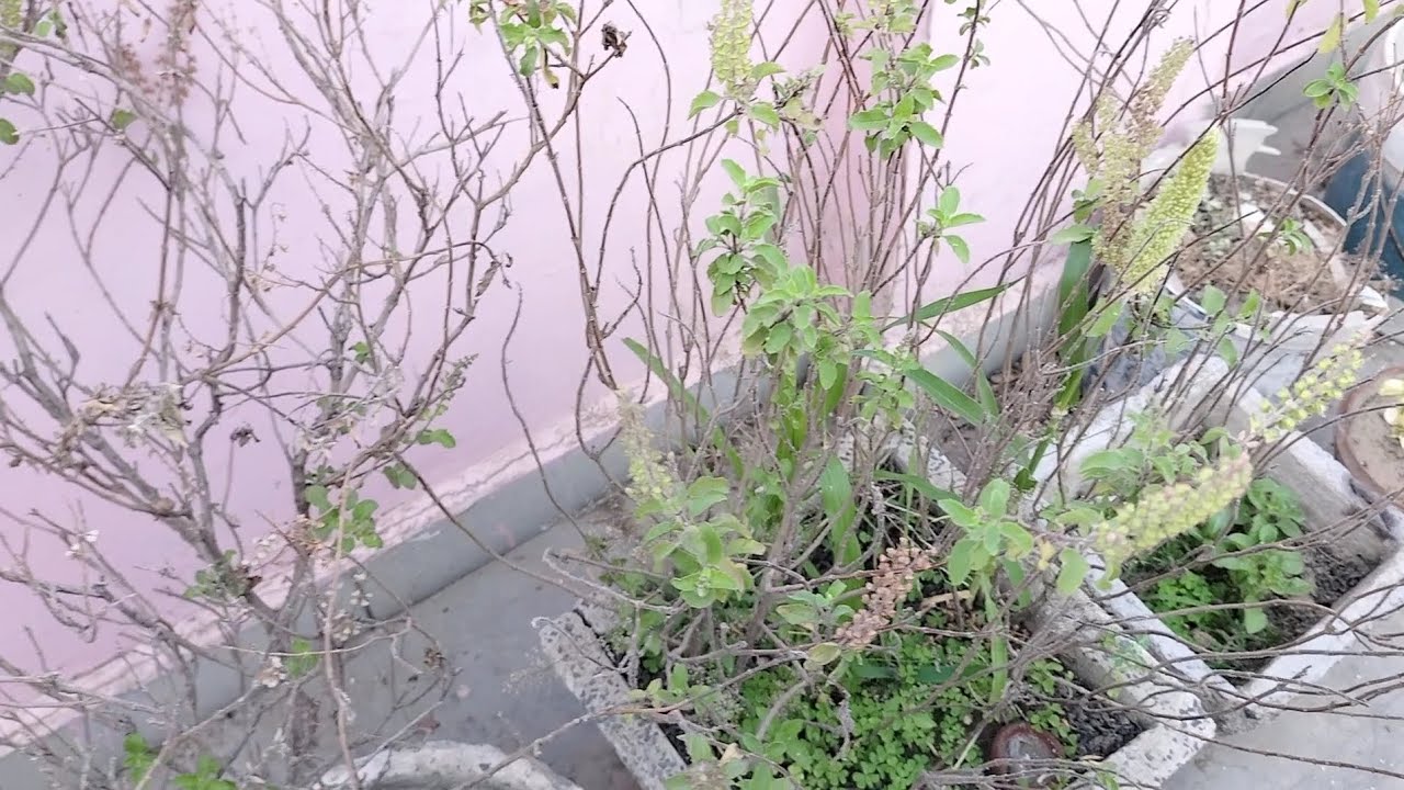Tulsi Plant complete information and care tips || How to grow Tulsi ...