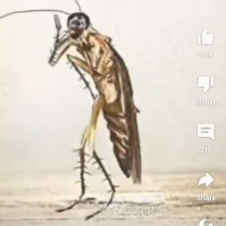 cockroach Dance 🪳🪳🪳 - YouTube