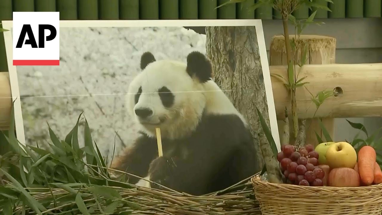 Visitors pay tribute to Tan Tan, Japan's oldest panda that died at age ...