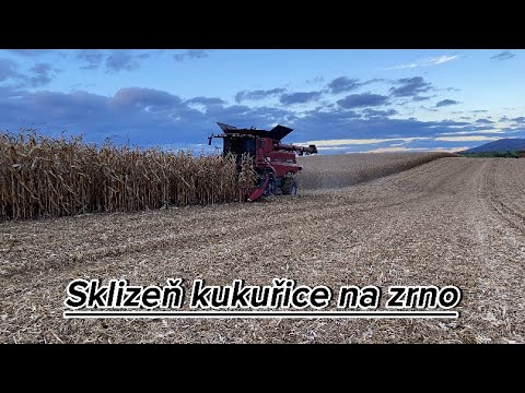Sklizeň kukuřice na zrno 2023 - YouTube