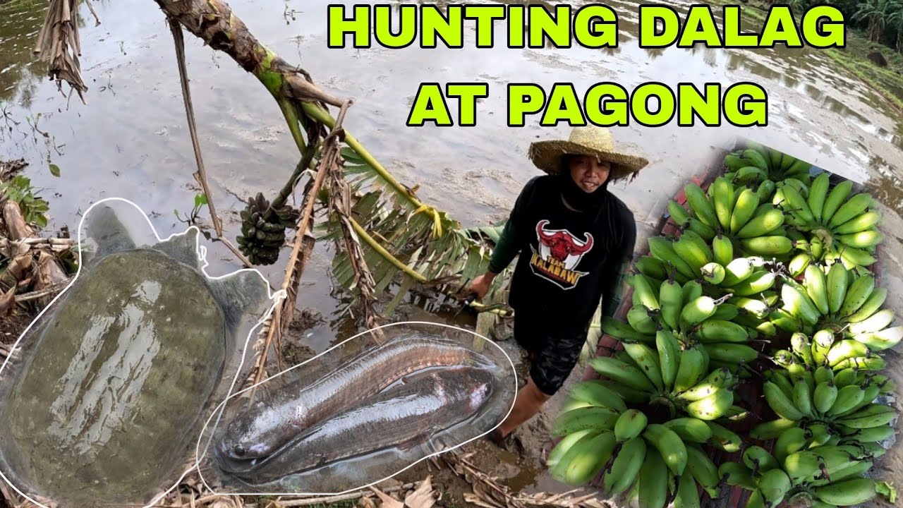 Panghuhuli ng Pagong dalag hito sa gabi...paghahapay ng mga saging tira ...