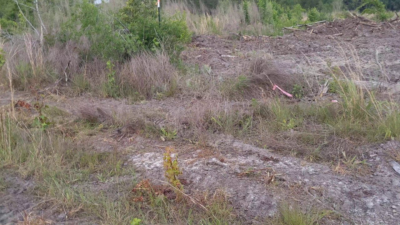 Armadillos at the Edisto Farm - YouTube