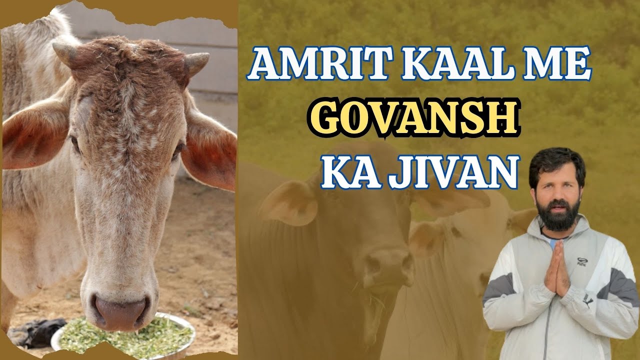 Amrit kaal me Govansh ka Jivan #amritkal #govansh - YouTube
