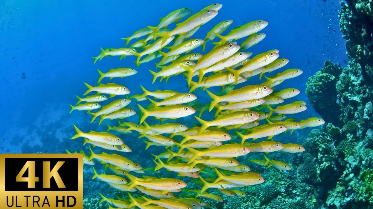 Mesmerizing School of Fish 5K VIDEO🐠 Aquarium Video - Relaxing Sleep ...