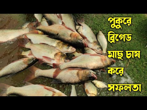 পুকুরে ব্রিগেড মাছের চাষ | Brigade fish farming by pond - YouTube