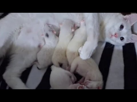 EVLERE ŞENLİK 5 ÇOCUKLU ÇEKİRDEK AİLE