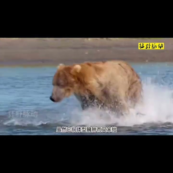 When the salmon meets the brown bear! Grizzly bear's amazing salmon catching techniques! #shorts ...