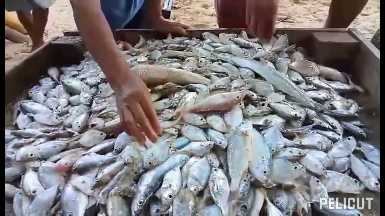 Bagong huli fresh galing dagat #fish @Mhalou Olivar - YouTube