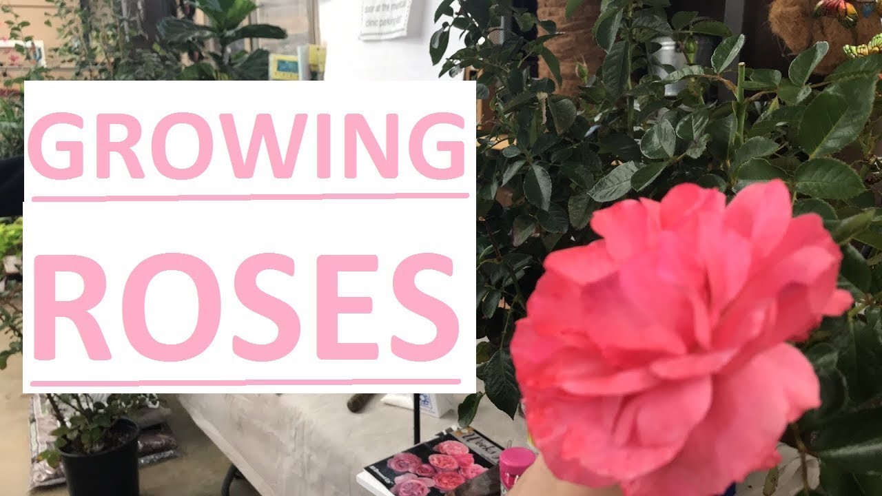 GROWING ROSES WITH GARY | LIVESTREAM - YouTube