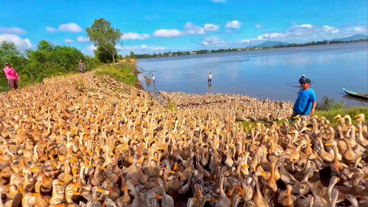 A duck - and a flock of ducks as large as ants - the duck transport ...