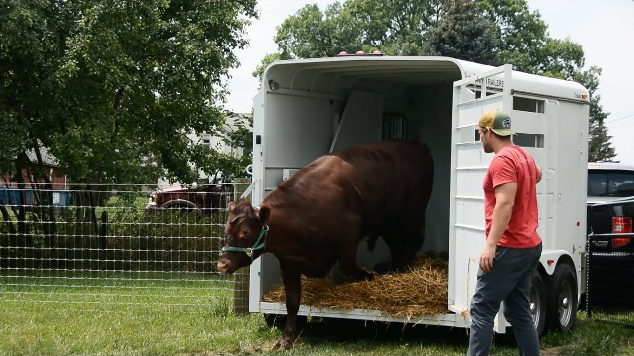 Charles' Rescue Story at Barn Sanctuary - YouTube