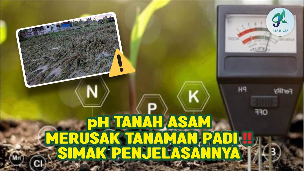 pH TANAH ASAM MERUSAK TANAMAN PADI PETANI‼️SIMAK PENJELESANNYA⁉️ - YouTube