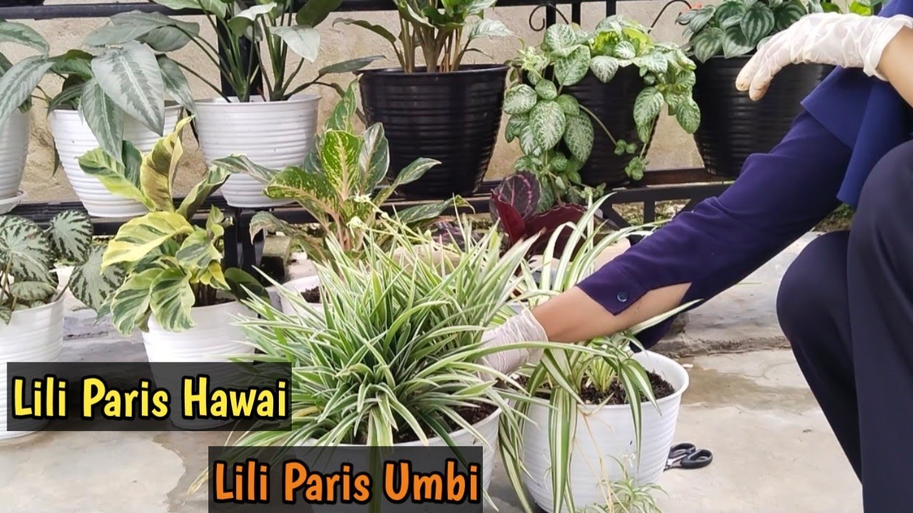Perbedaan Lili Paris Hawai (Spider Plant) dan Lili Paris Umbi. - YouTube