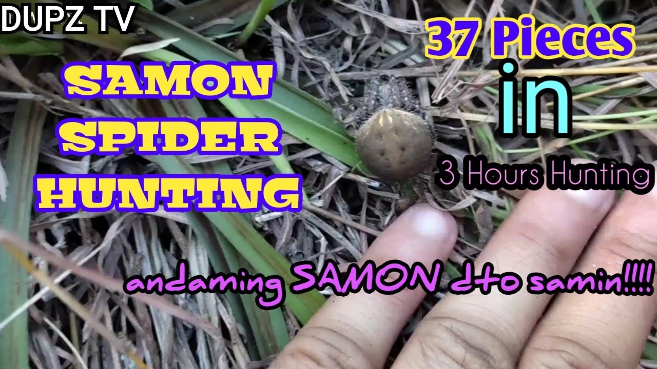 Samon Spider Hunting!Grabe Dami nming naHunt!Part2 - YouTube