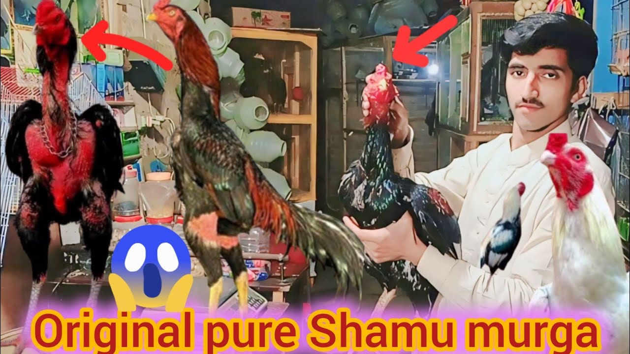 Original pure Shamu murga shok 😱 - YouTube